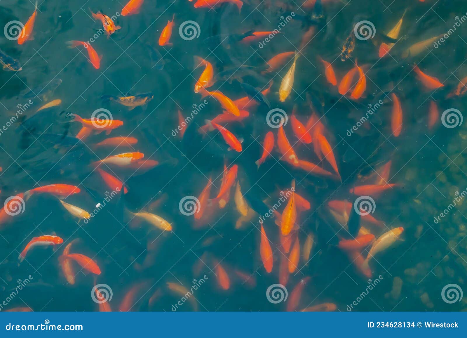 Closeup of Red Carp Fish Swimming in Water Stock Photo - Image of ...