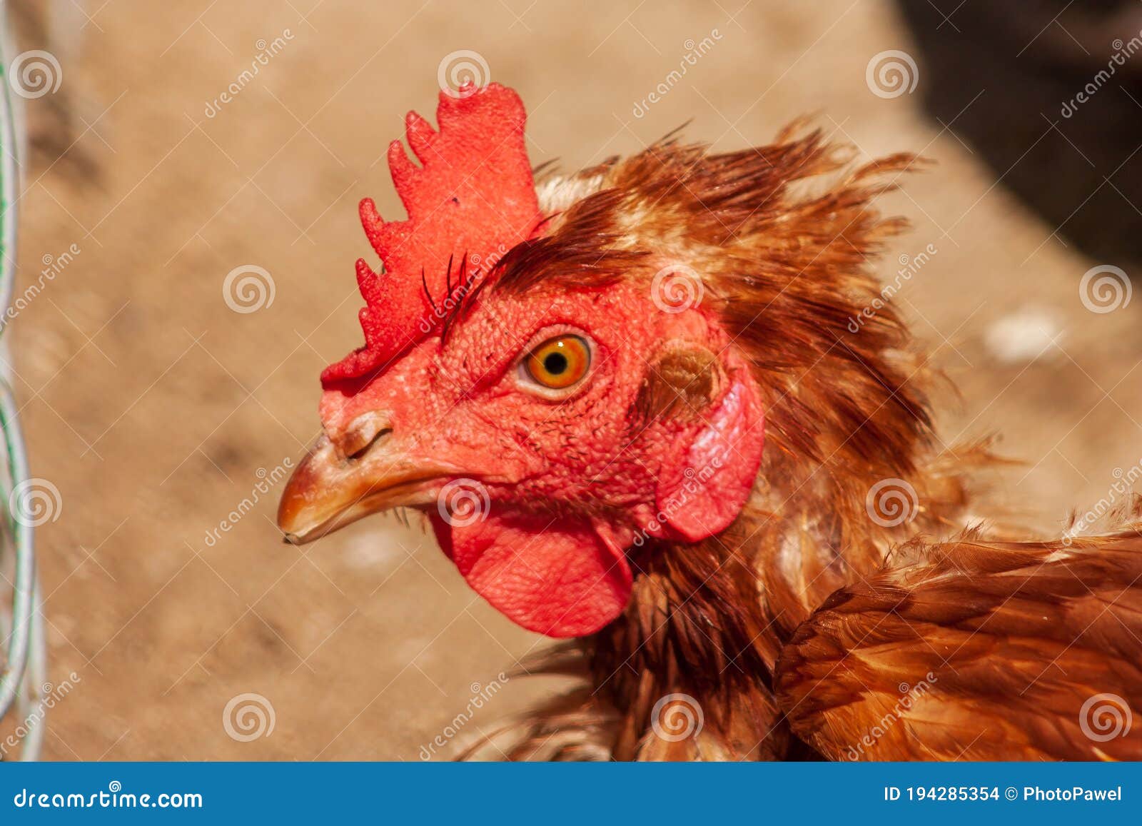 Closeup Red Chicken Head in Farm Stock Photo - Image of poultry ...