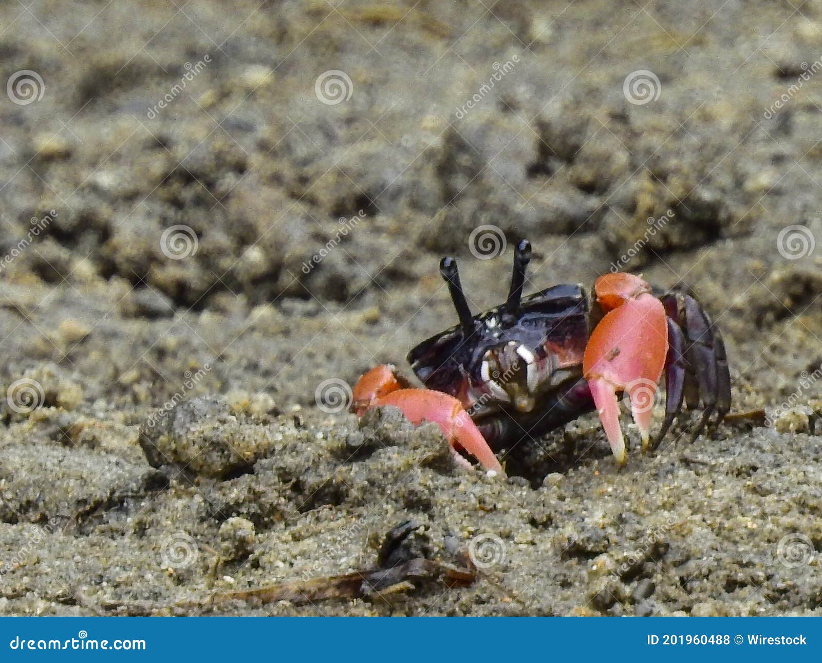 Red Clawed Fiddler Crab Stock Photos - Free & Royalty-Free Stock Photos ...