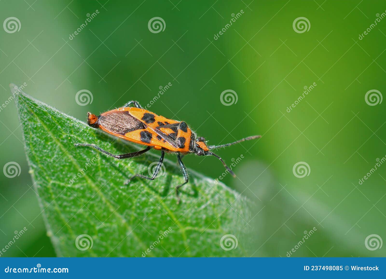 Closeup of a Red and Colorful Shieldbug, the Cinnamon Bug, Corizus ...