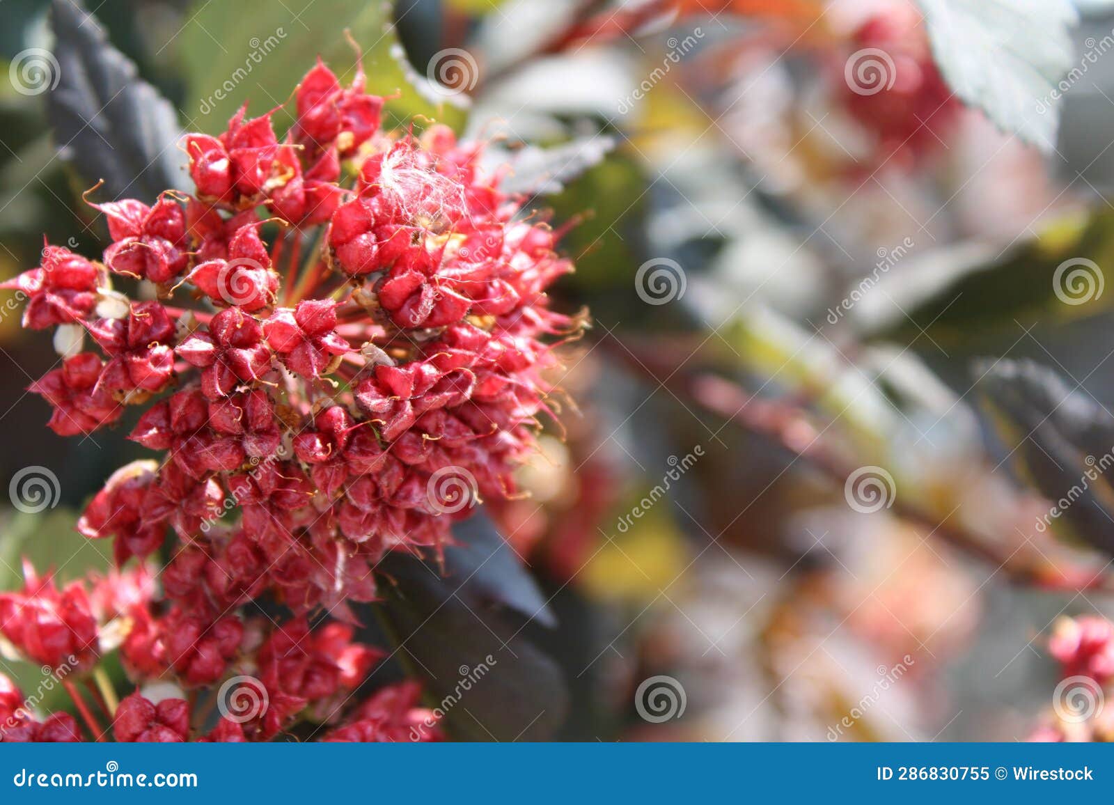 Closeup of a Red Command Ninebark Plant in Sunlight Stock Image - Image ...