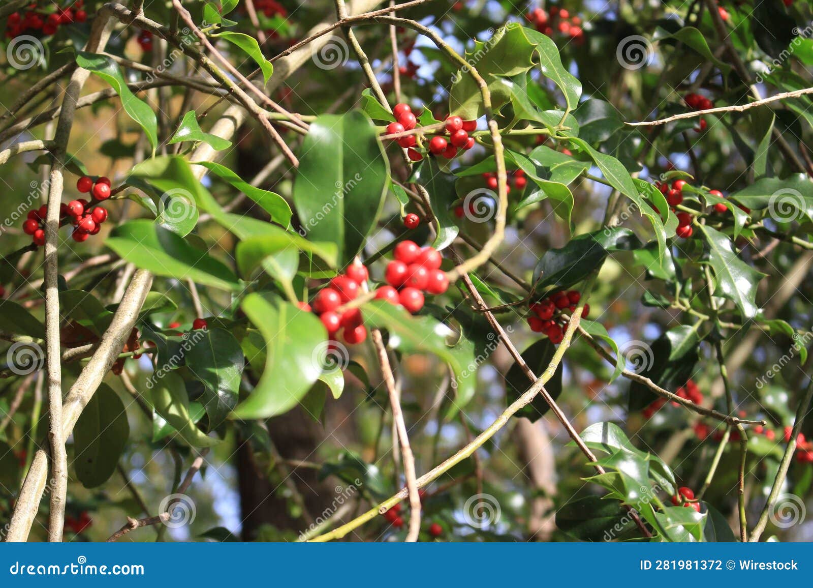 Closeup of Red Common Holly Berries on the Branches in a Forest Setting ...
