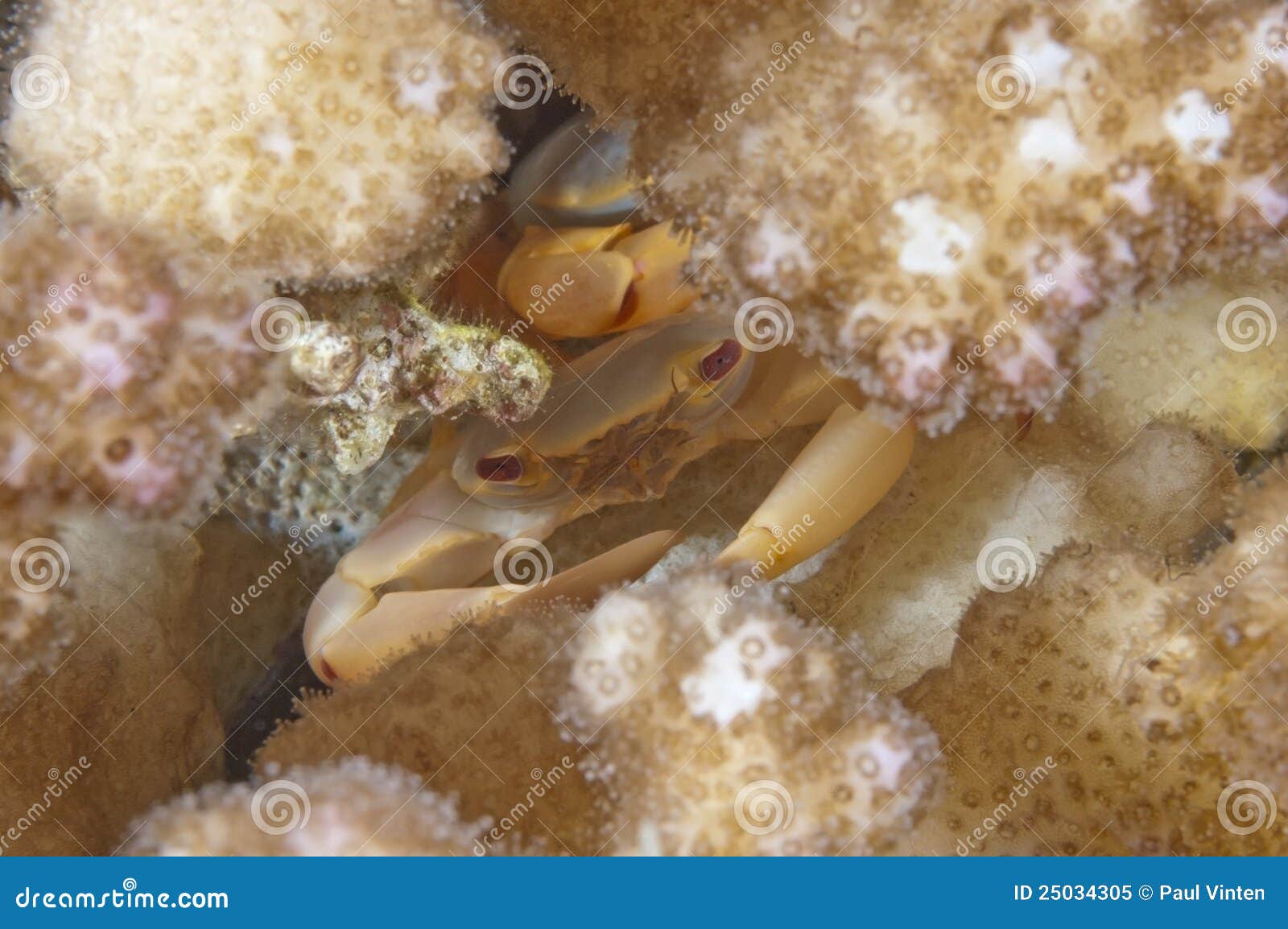 Closeup of Red Coral Crab on Reef Stock Image - Image of nature, reef ...