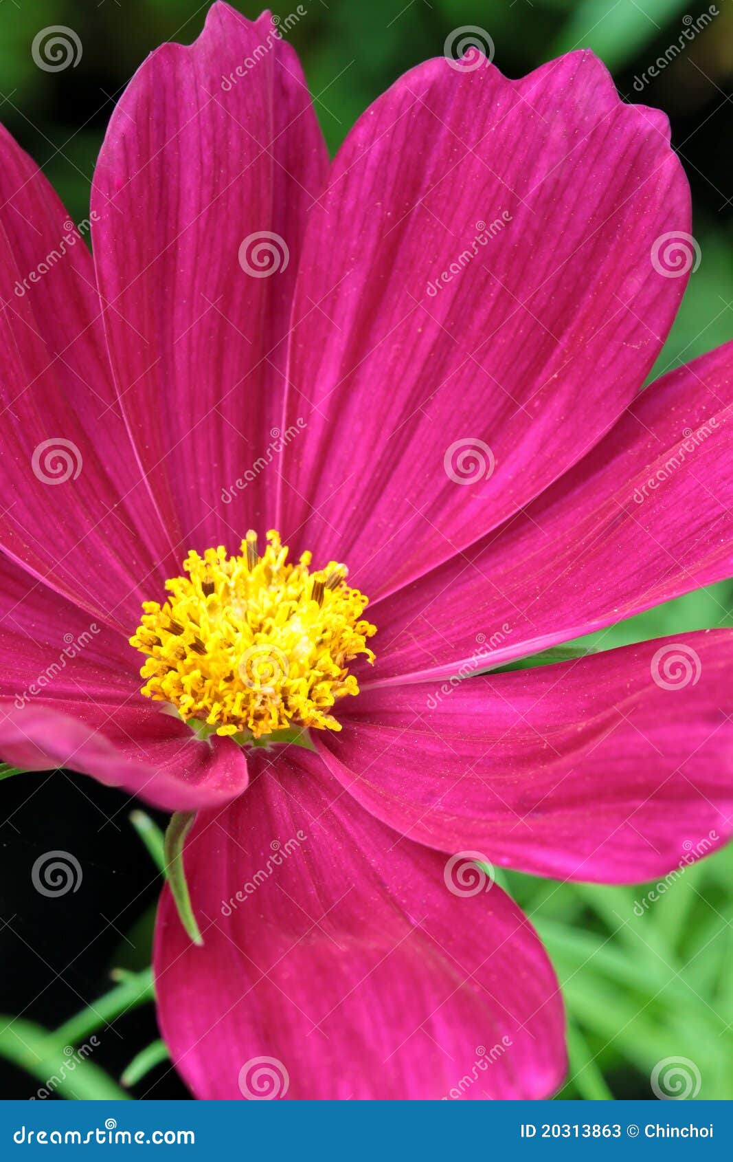 Closeup of Red Cosmos Flower with Yellow Bud Stock Image - Image of ...