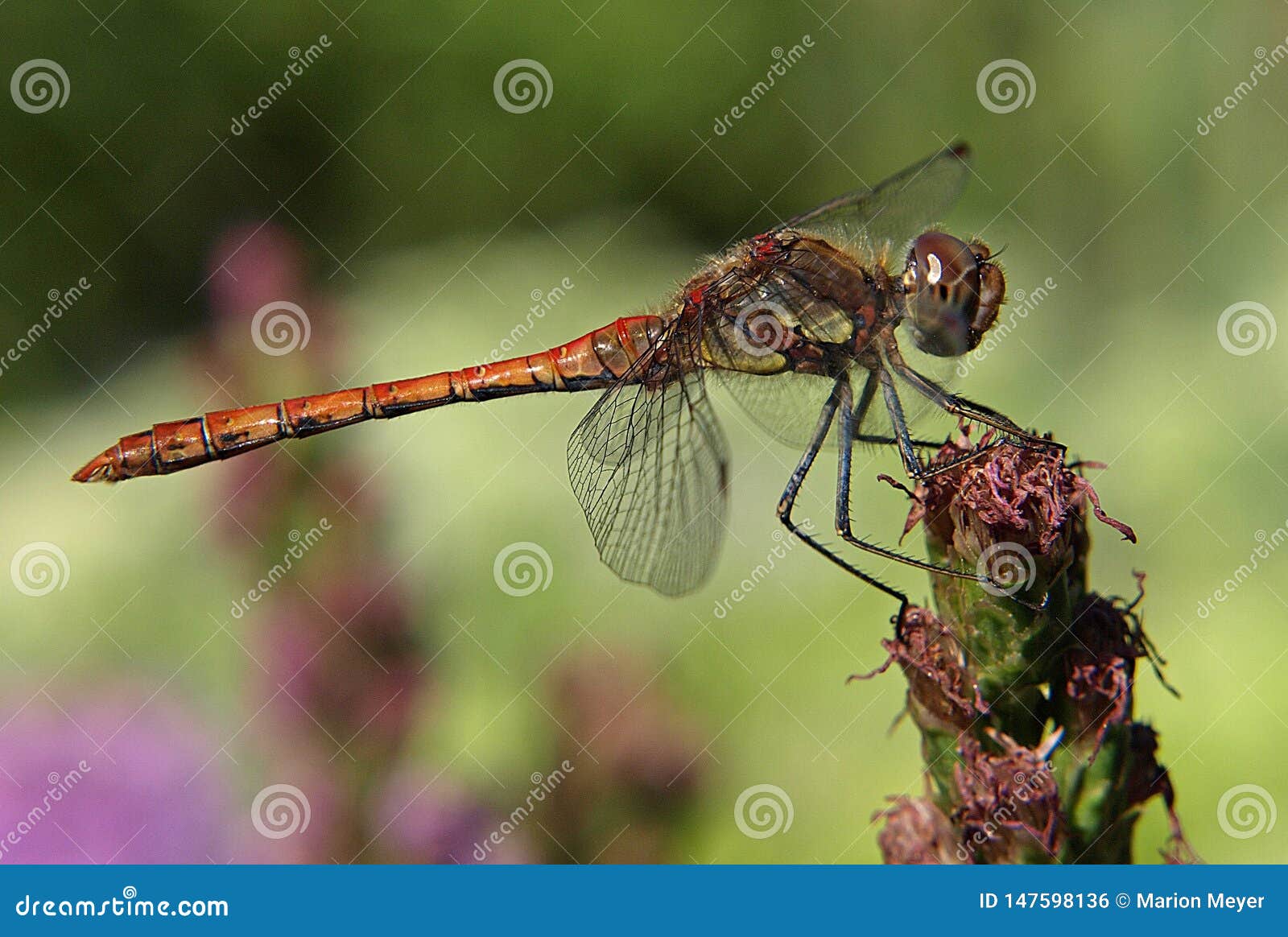 Closeup of a Red Darter Dragonfly Stock Photo - Image of fauna ...