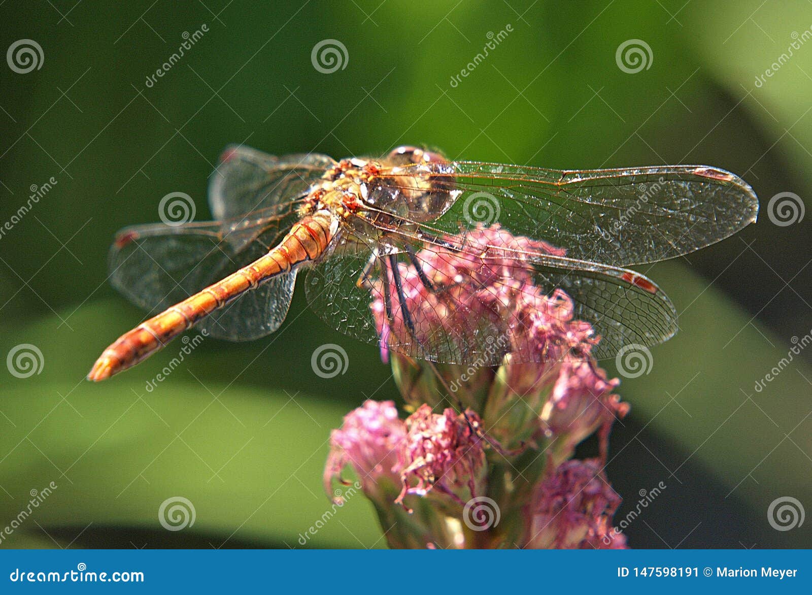 Closeup of a Red Darter Dragonfly Stock Image - Image of wings, green ...
