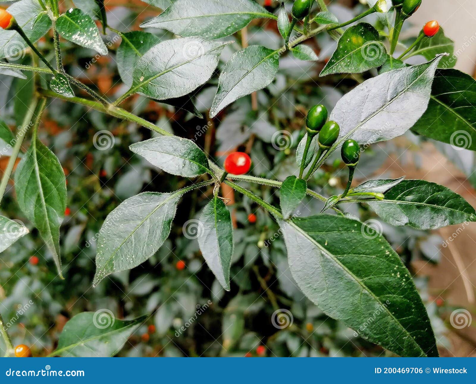 Closeup of Red Deadly Nightshades on a Plant Stock Photo - Image of ...