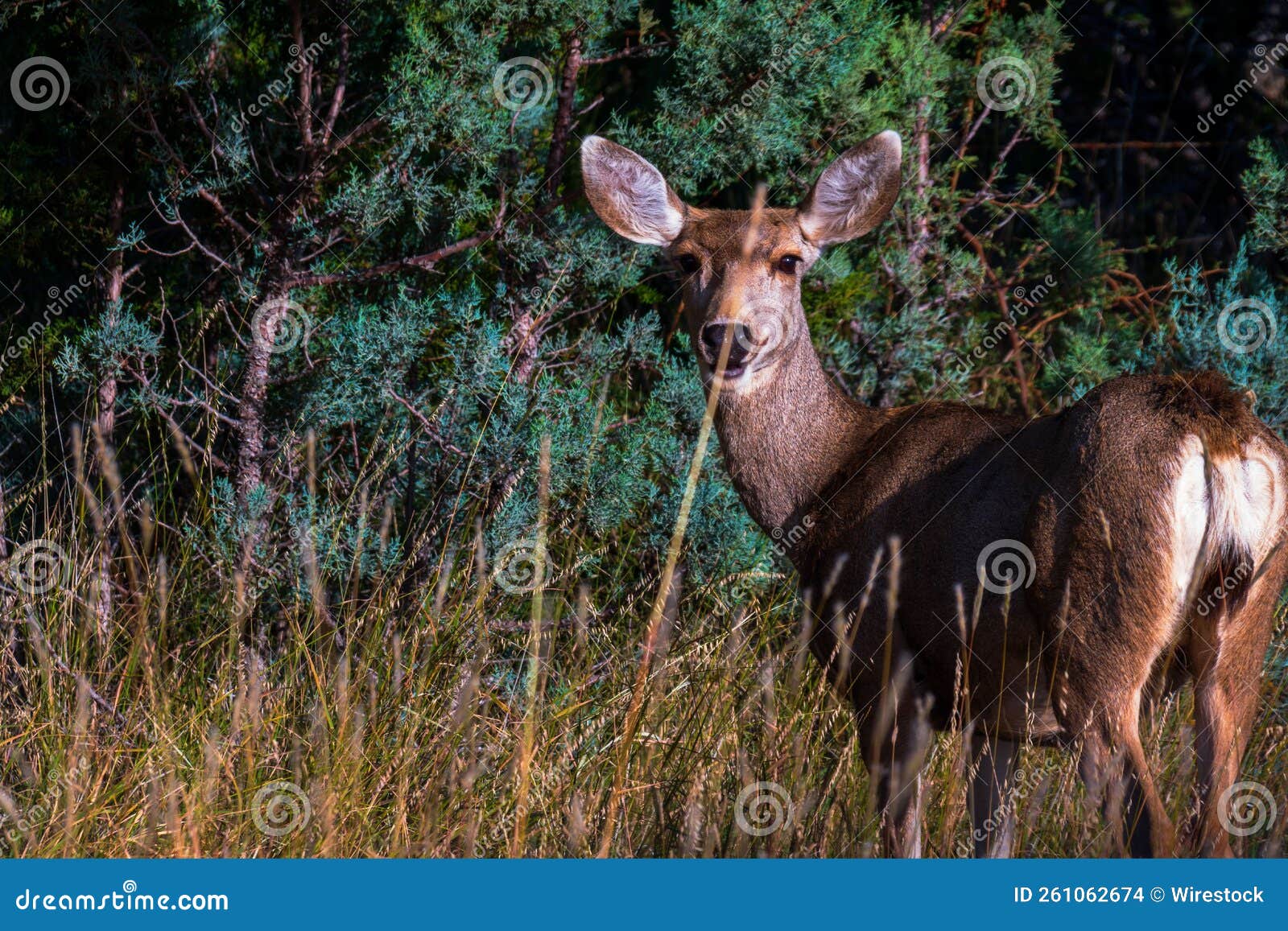 Closeup of a Red Deer Looking Back in a Forest Stock Photo - Image of ...