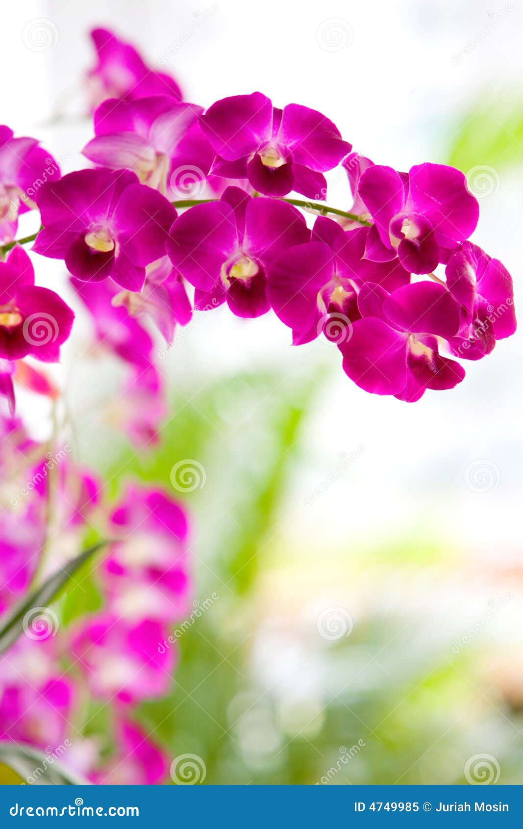 Closeup of Red Dendrobium Orchid Stock Image - Image of beauty ...
