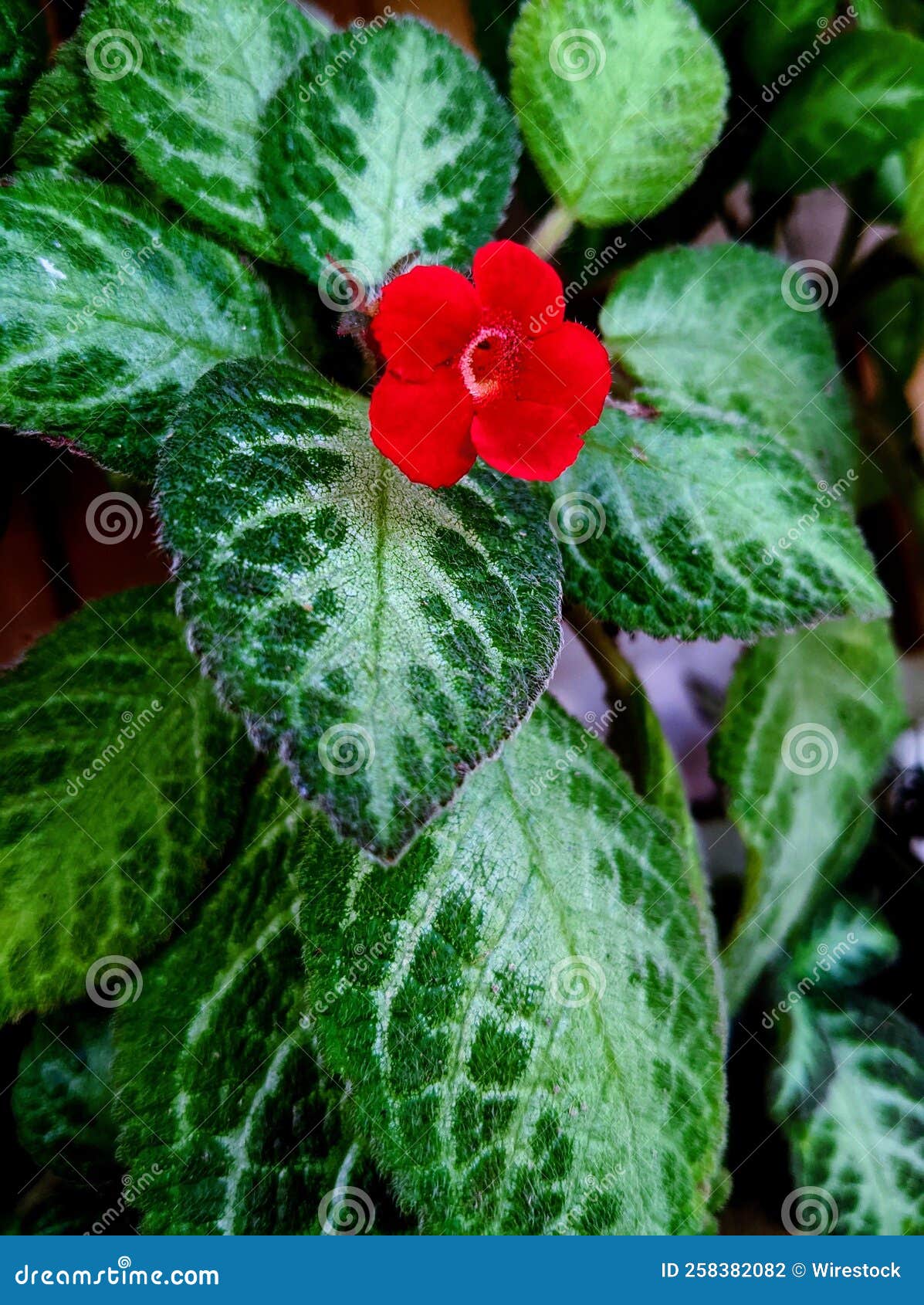 Closeup of a Red Episcia Cupreata Plant. Stock Photo - Image of garden ...