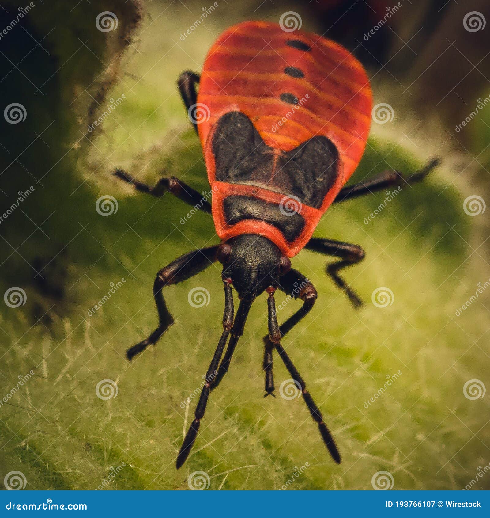 Closeup of a Red Flat Bug Also Called a Soldier on a Blurred Background ...