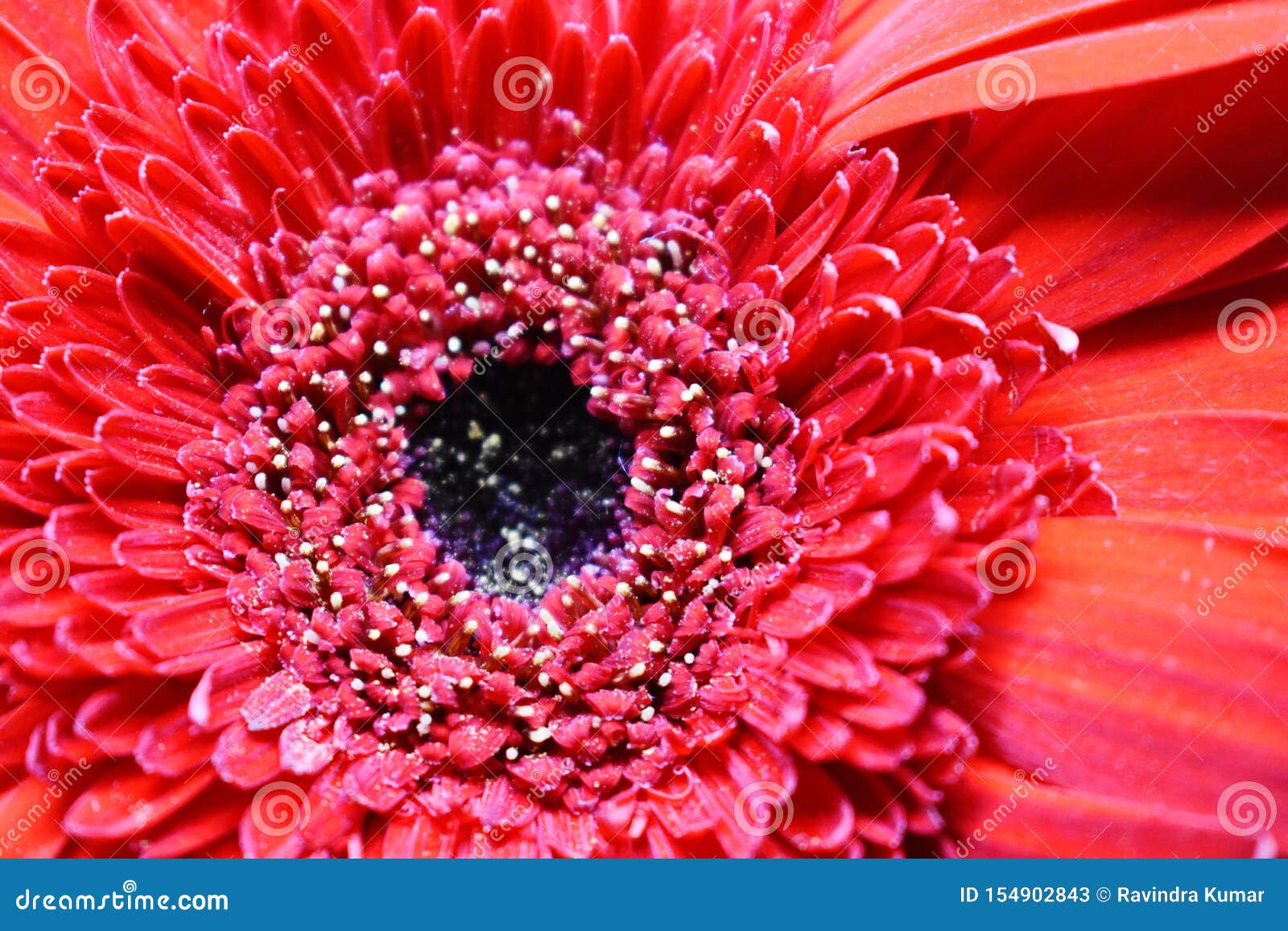 Micro Closeup of Beautiful and Fresh Red Flower Stock Image - Image of ...