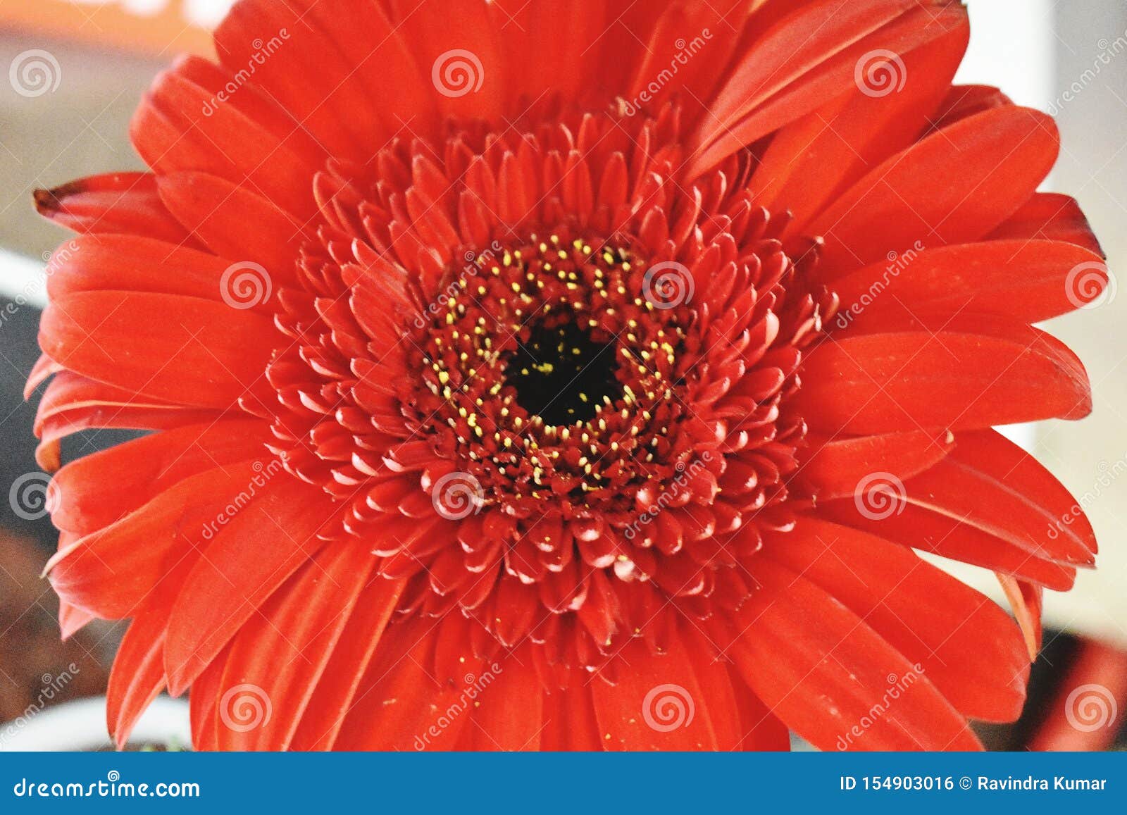 Micro Closeup of Beautiful and Fresh Red Flower Stock Photo - Image of ...