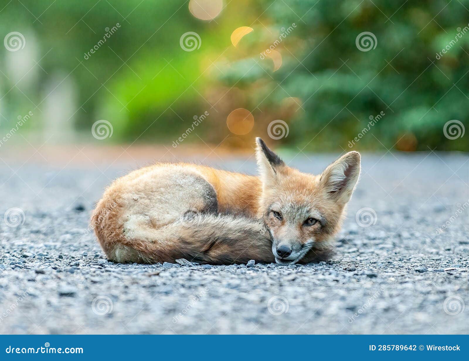Closeup of a Red Fox on an Asphalt Road Stock Photo - Image of bold ...