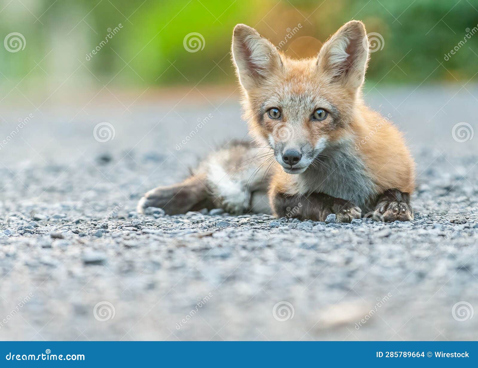 Closeup of a Red Fox on an Asphalt Road Stock Photo - Image of ...