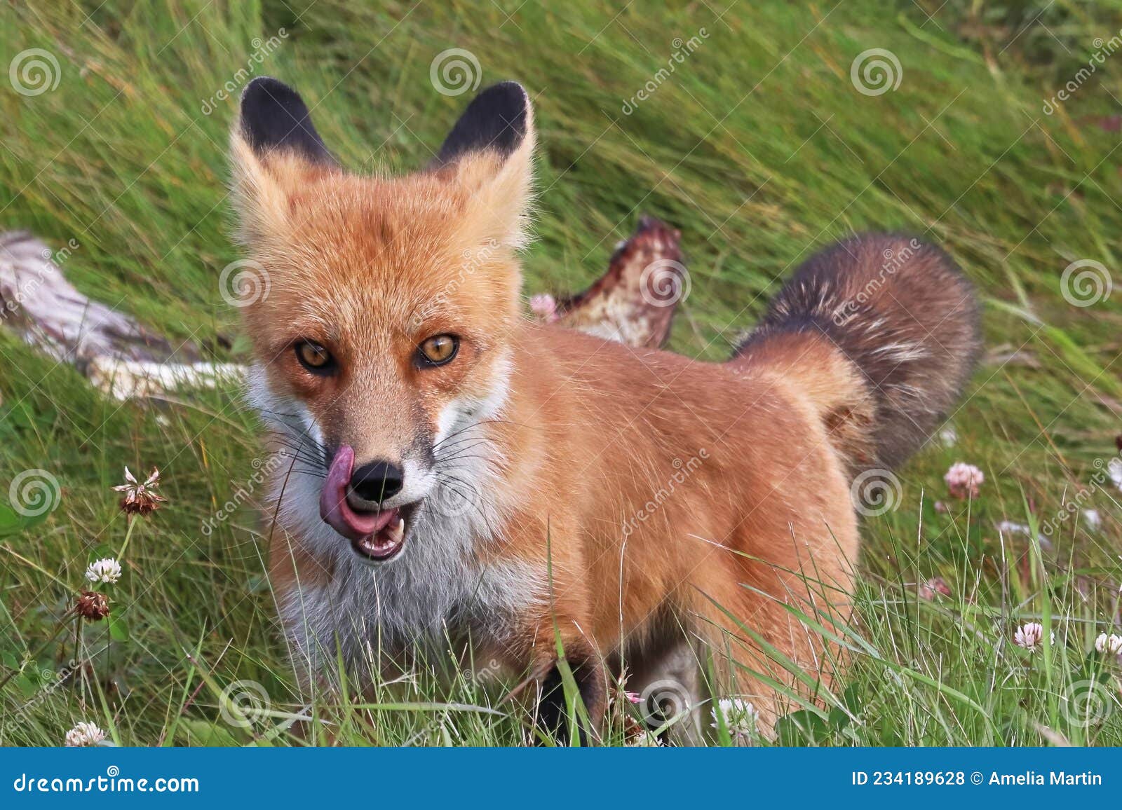Closeup of a Red Fox Hunting in Grass Stock Photo - Image of carnivore ...