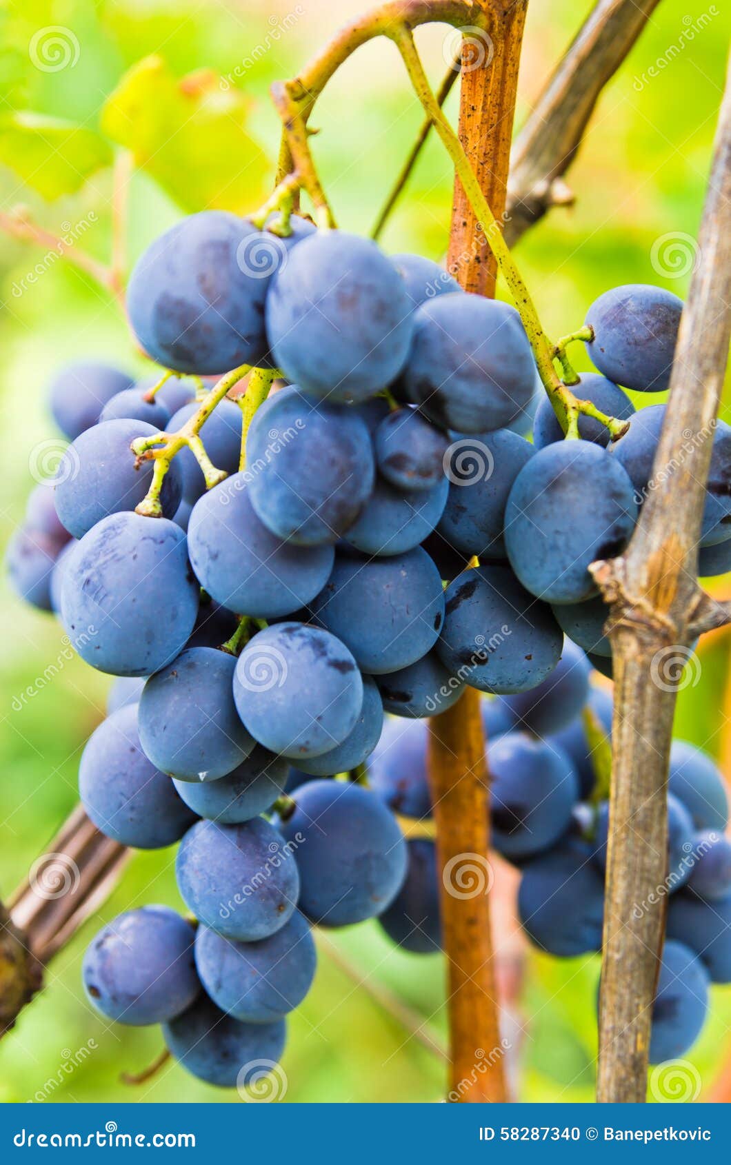 Closeup of a Red Grapes on a Vine at Vineyard Stock Photo - Image of ...