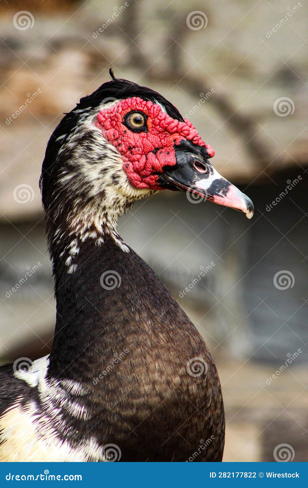 Closeup of Red headed duck stock photo. Image of park - 282177822