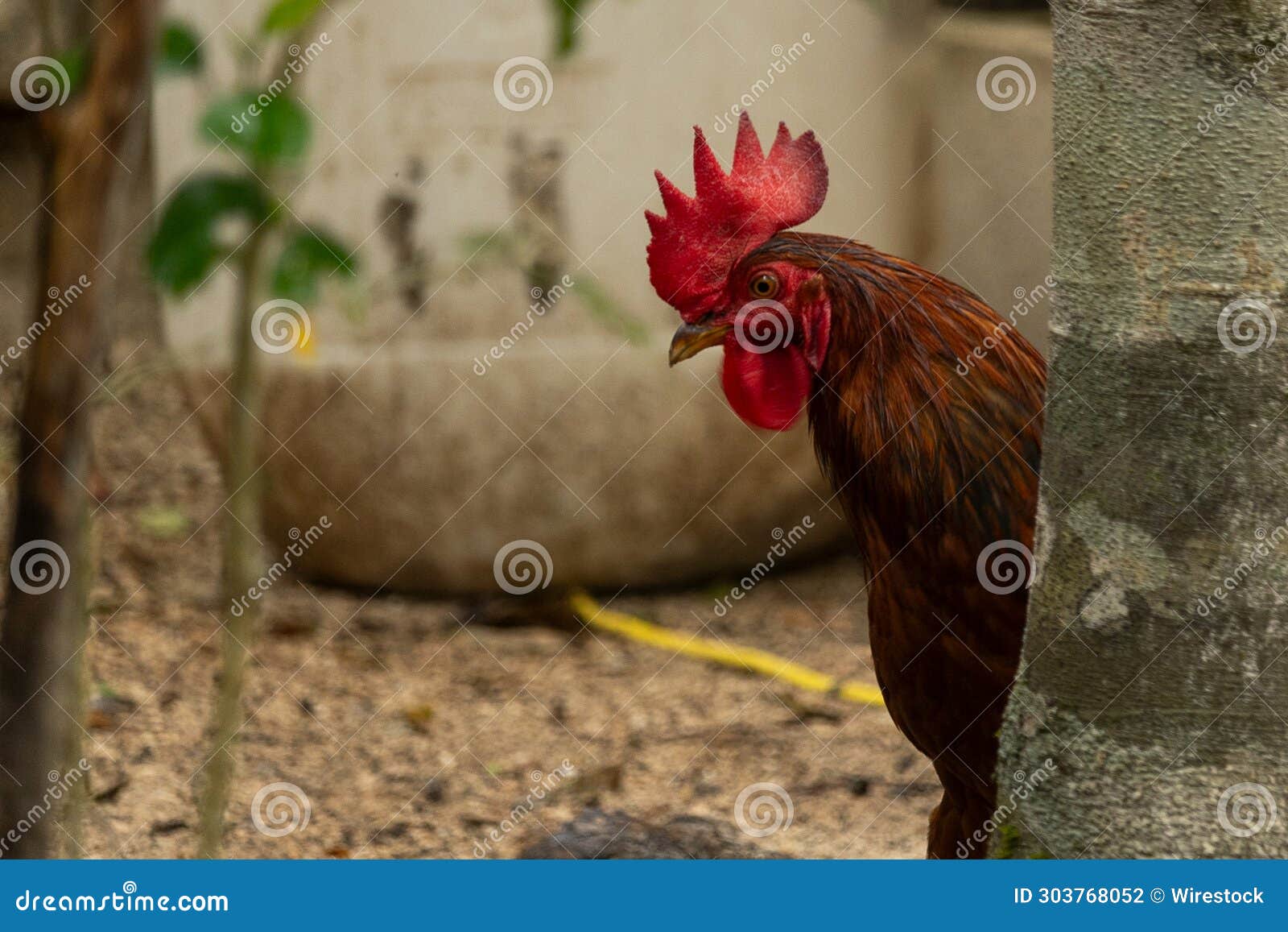 Closeup of a Red-headed Rooster Seen Behind a Tree Stock Photo - Image ...