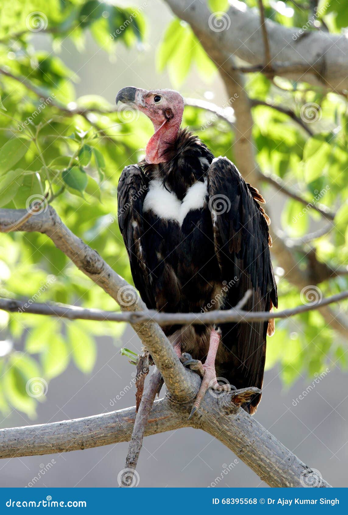 Closeup of Red Headed Vulture Stock Photo - Image of bill, india: 68395568