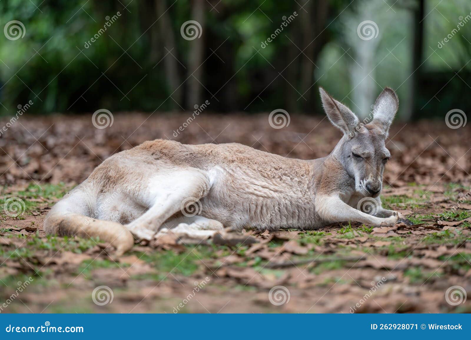 Closeup of a Red Kangaroo Lying in Grass Stock Image - Image of grass ...