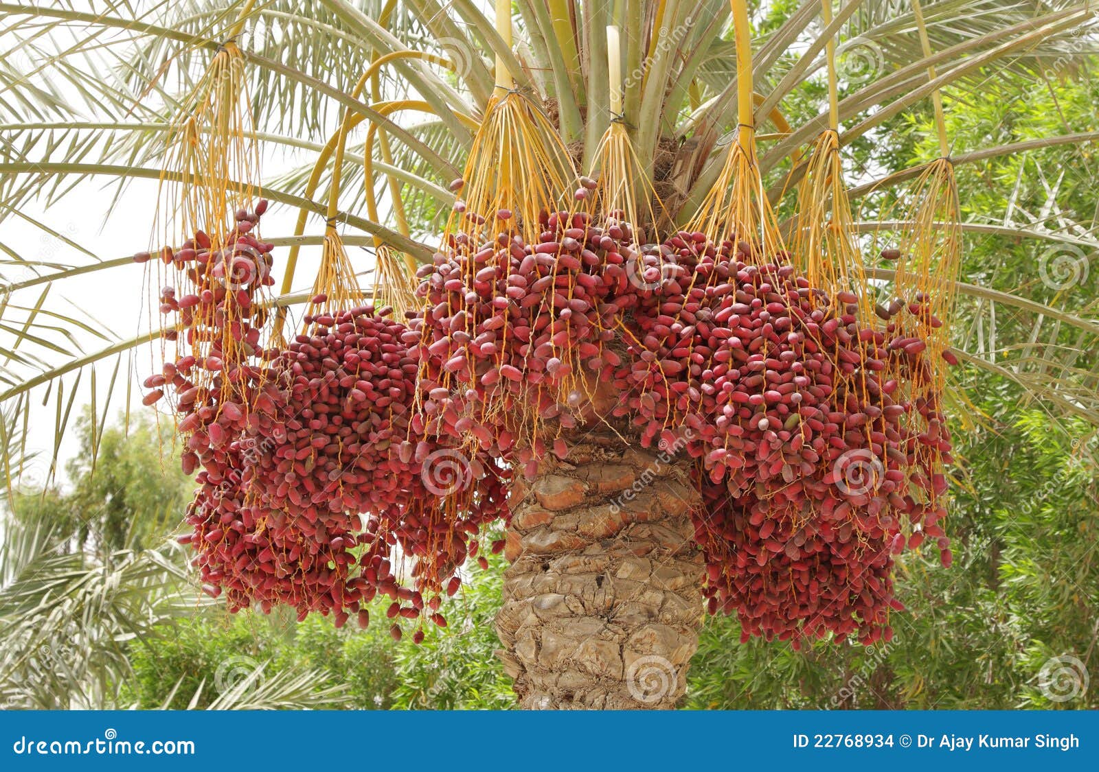 Closeup of red Kimri dates stock photo. Image of fruits - 22768934