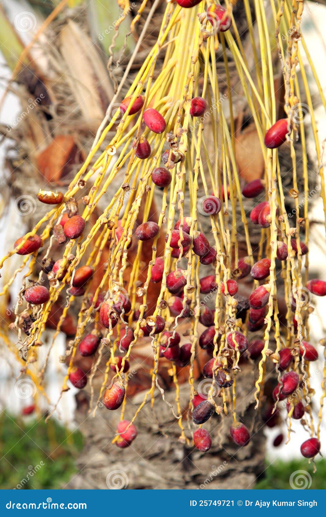 Closeup of red kimri dates stock image. Image of cluster - 25749721