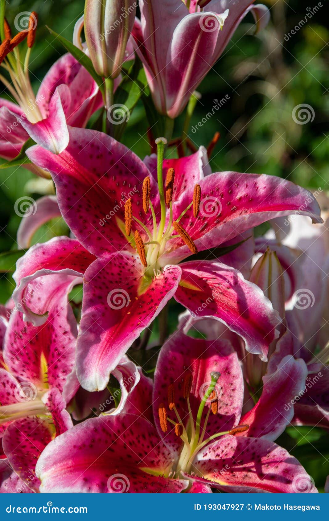 A closeup of red lily. stock image. Image of flower - 193047927