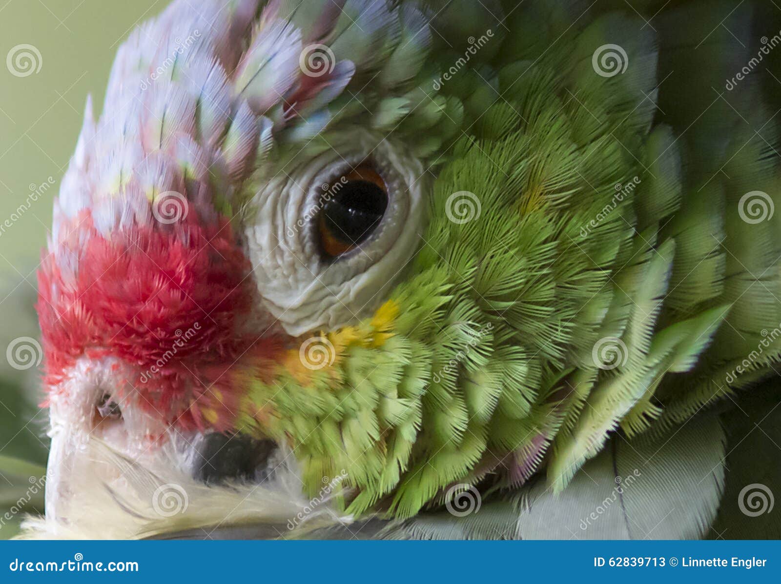Closeup Red-lored Parot stock image. Image of closeup - 62839713