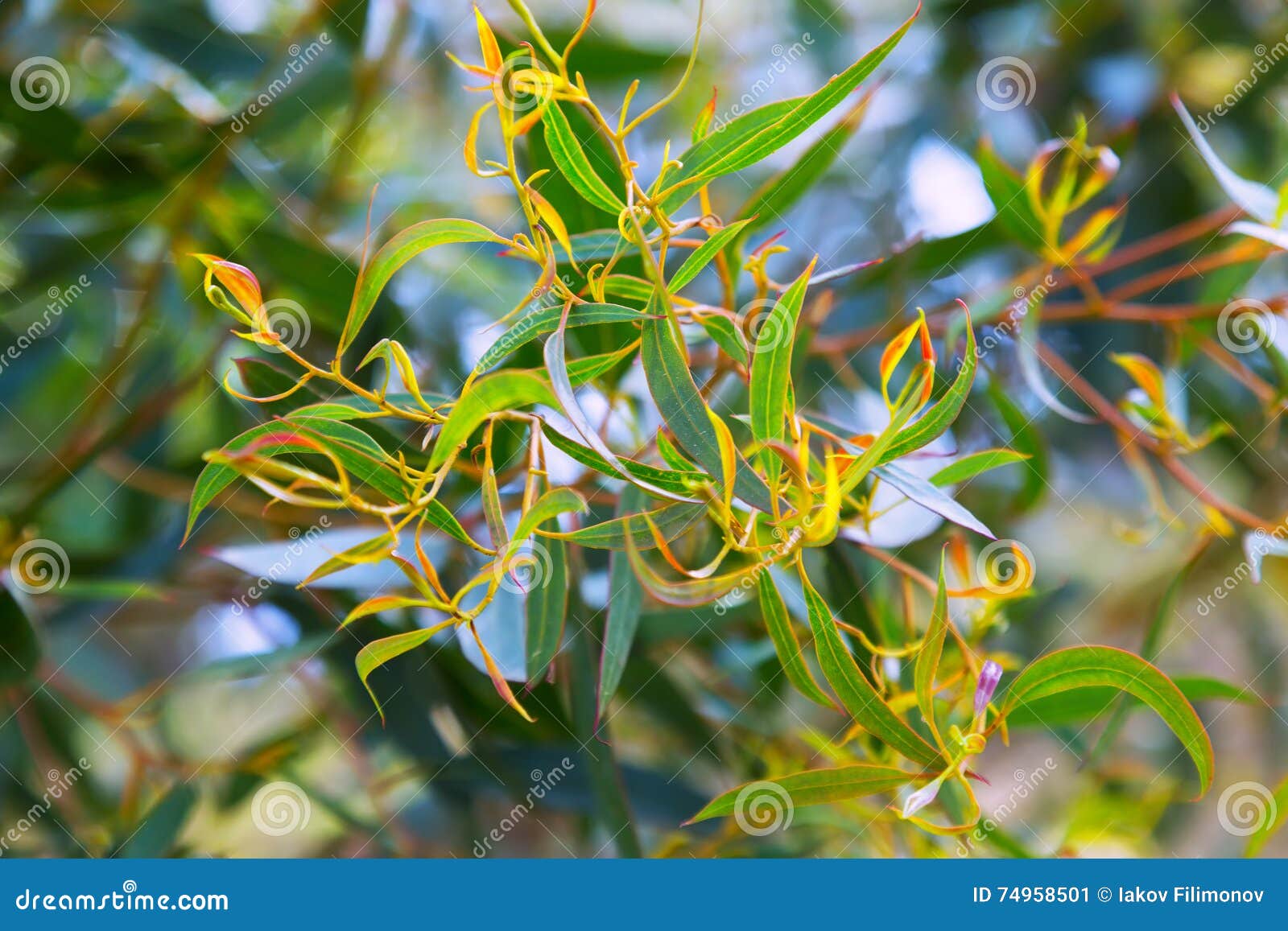 Closeup of Red mallee stock image. Image of gumtree, foliage - 74958501