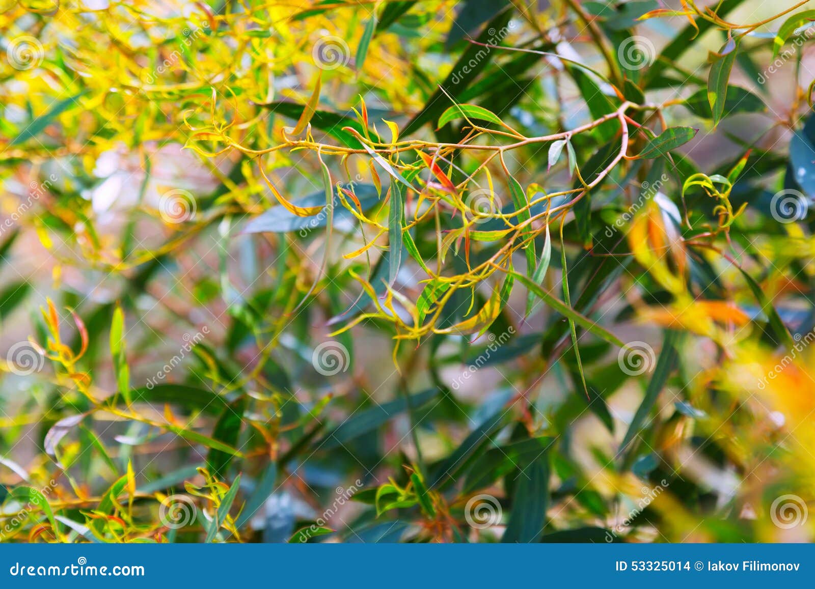 Closeup of Red Mallee Leaves Stock Photo - Image of flower, eucalypt ...