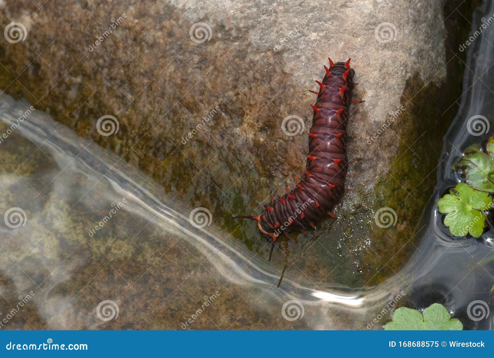 Closeup of a Red Millipedes Crawling on a Stone Under Sunlight Covered ...