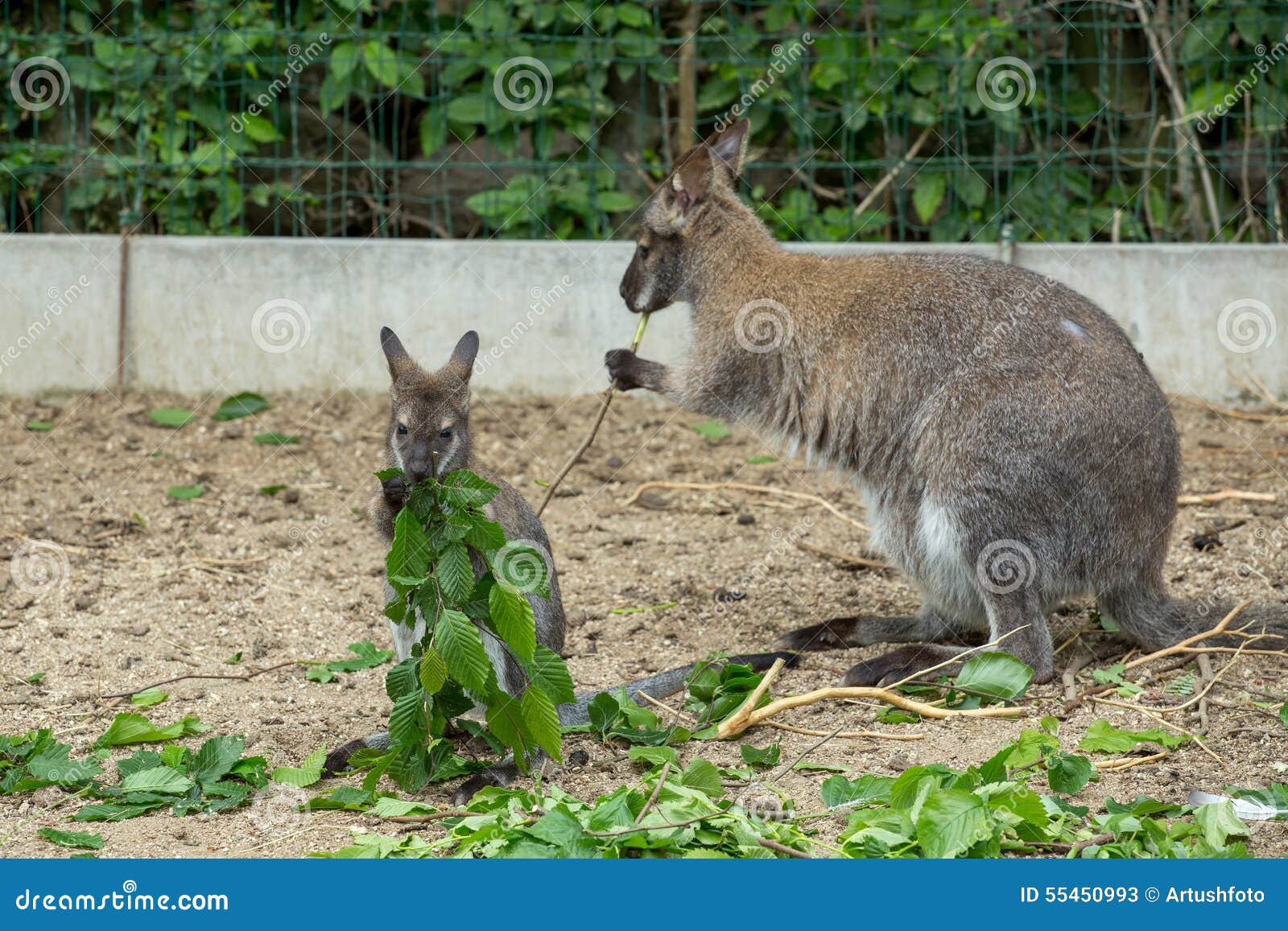 Closeup of a Red-necked Wallaby (Macropus Rufogriseus) Stock Image ...