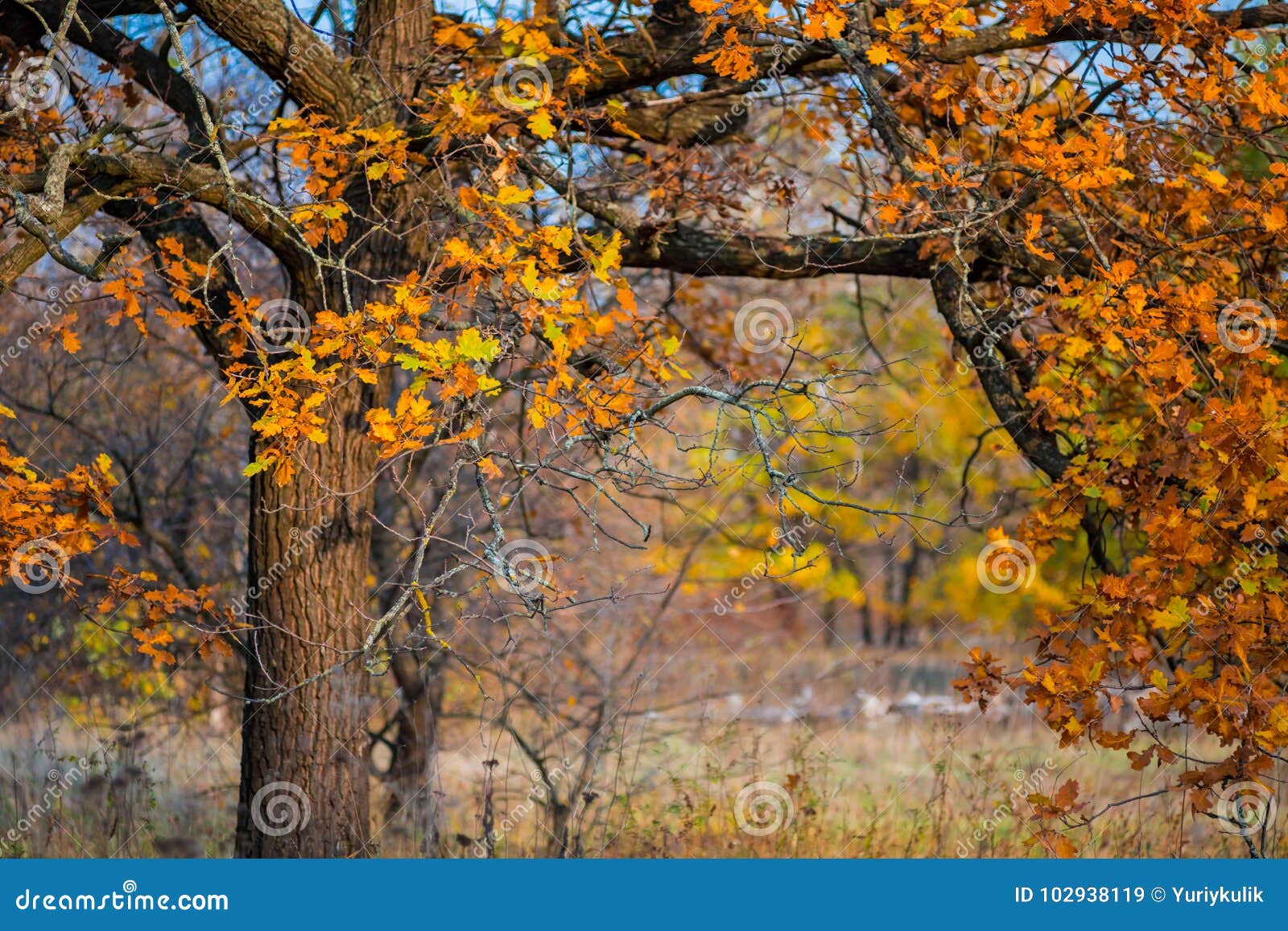 Red Oak Tree in a Autumn Forest Stock Image - Image of thicket, wood ...