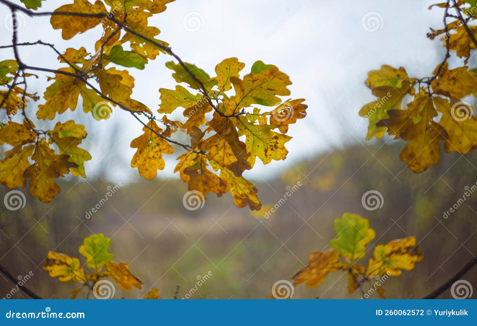 Red Oak Tree Branch on Forest Glade Stock Photo - Image of foliage ...
