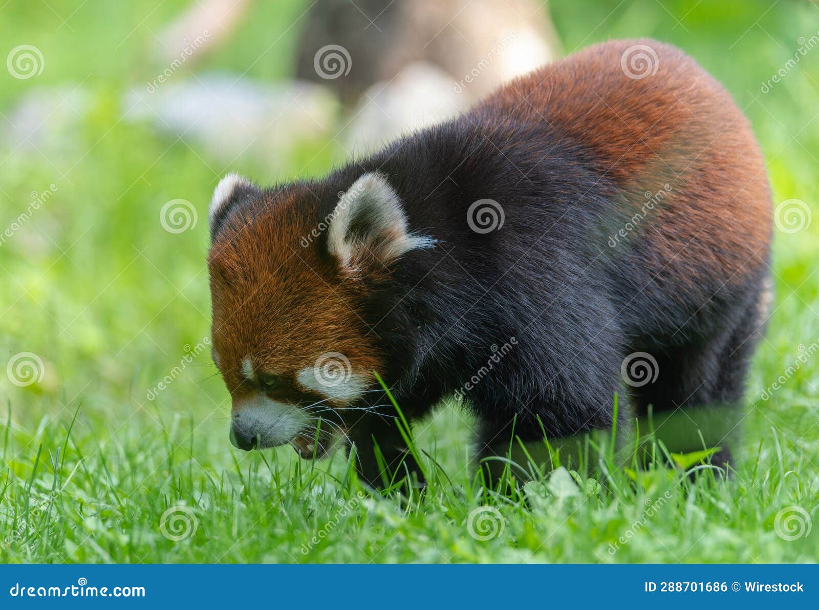Closeup of a Red Panda on Green Grass Stock Photo - Image of nature ...