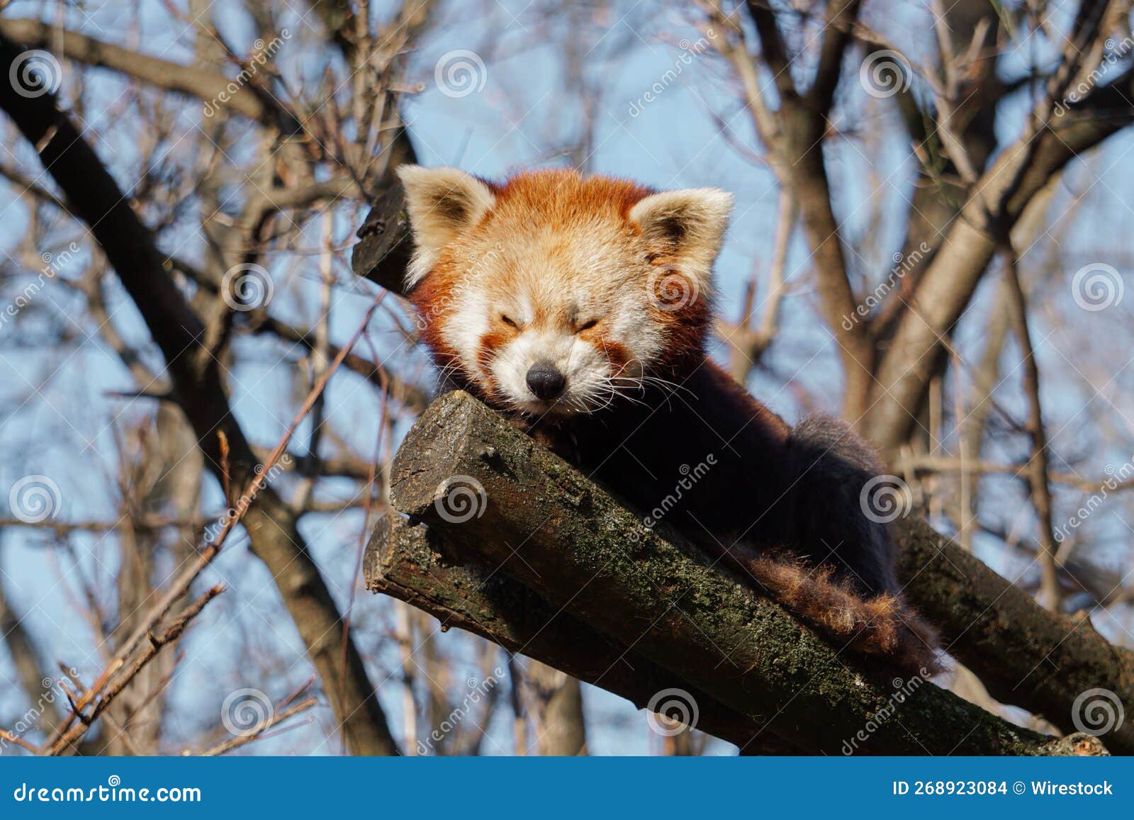 Closeup of a Red Panda Lying on a Tree Branch Stock Photo - Image of ...