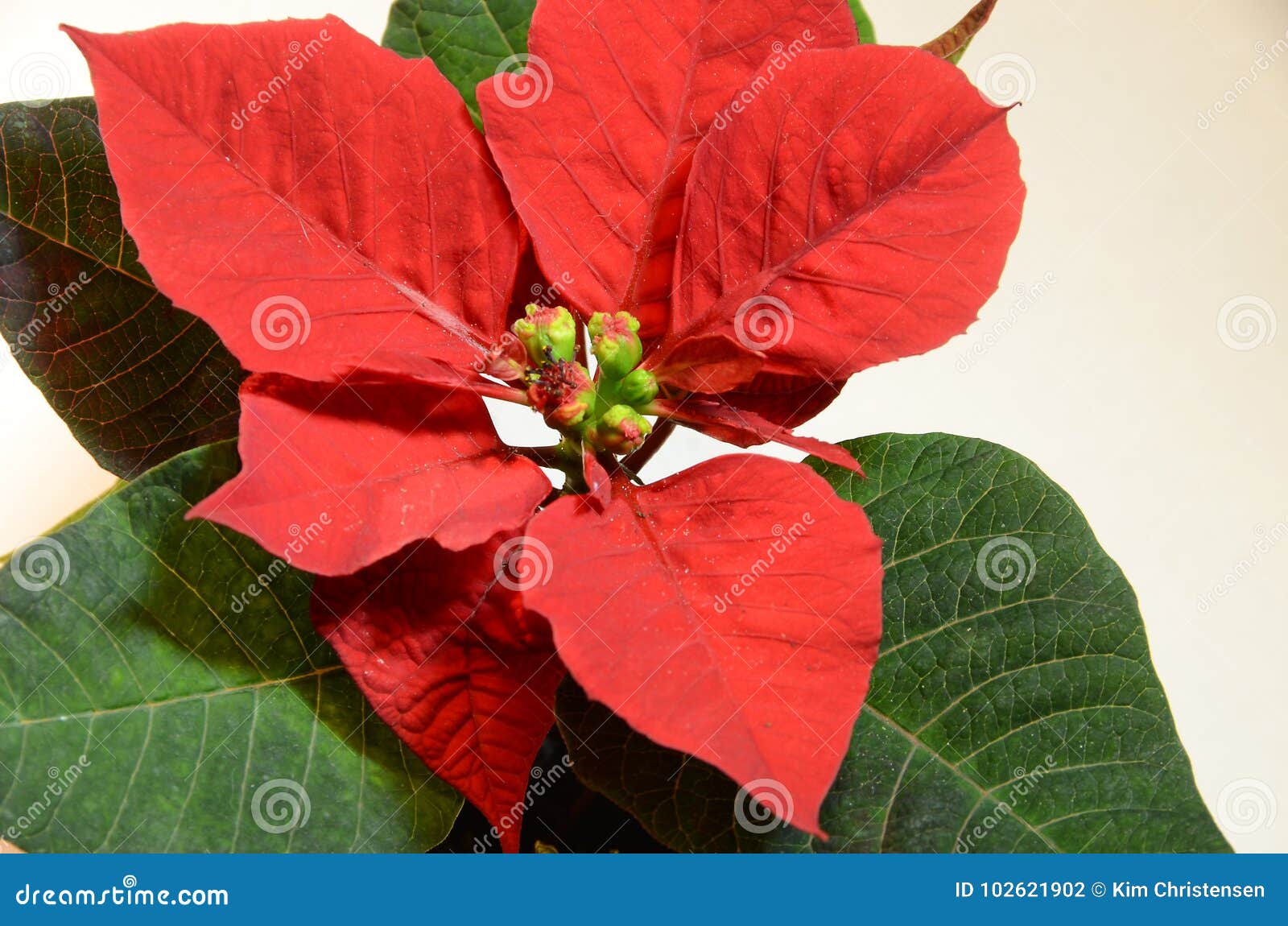 Pointsetta stock photo. Image of object, christmas, euphorbia - 102621902