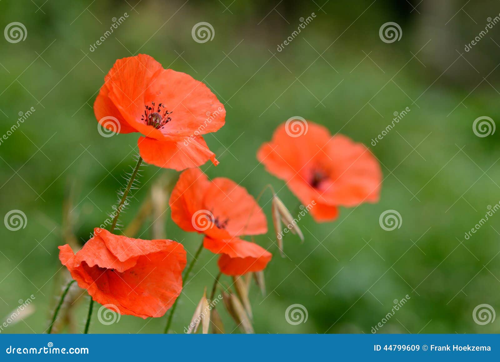Closeup of Red Poppies from Side Stock Image - Image of closeup ...