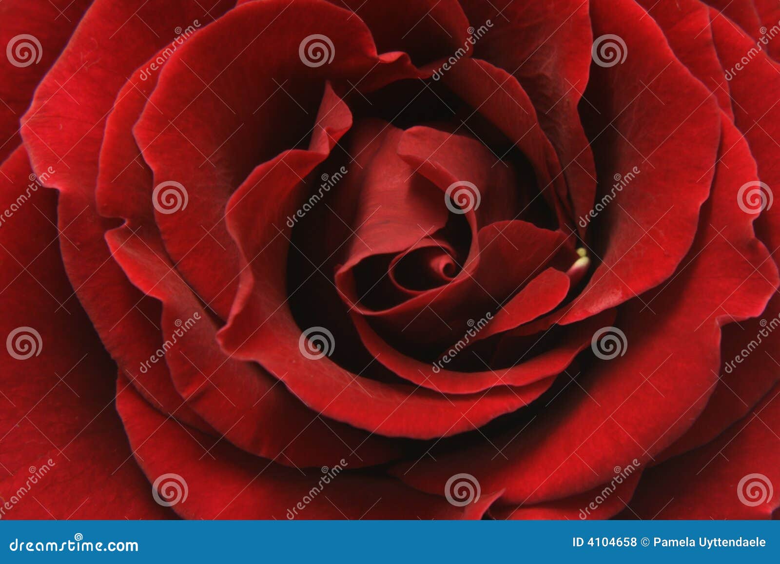 Closeup of a red rose stock photo. Image of white, love - 4104658