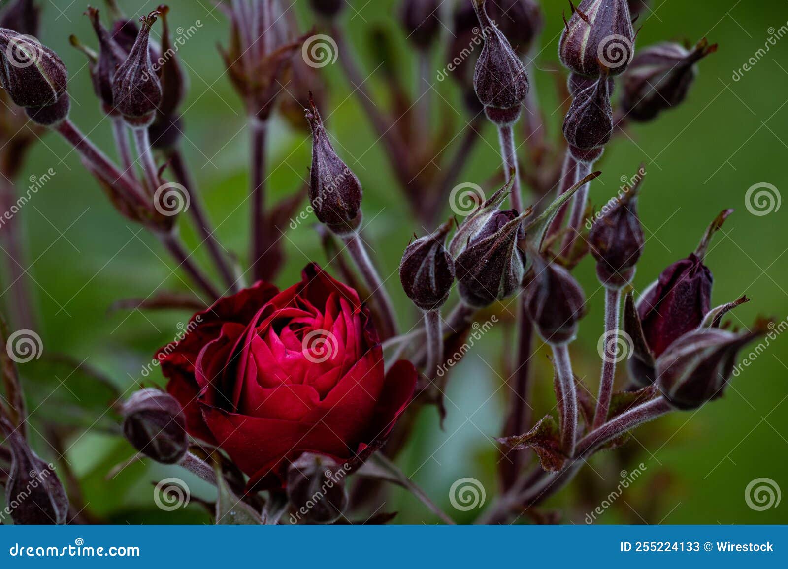 Closeup of Red Rose with Buds Stock Image - Image of beautiful, ecology ...
