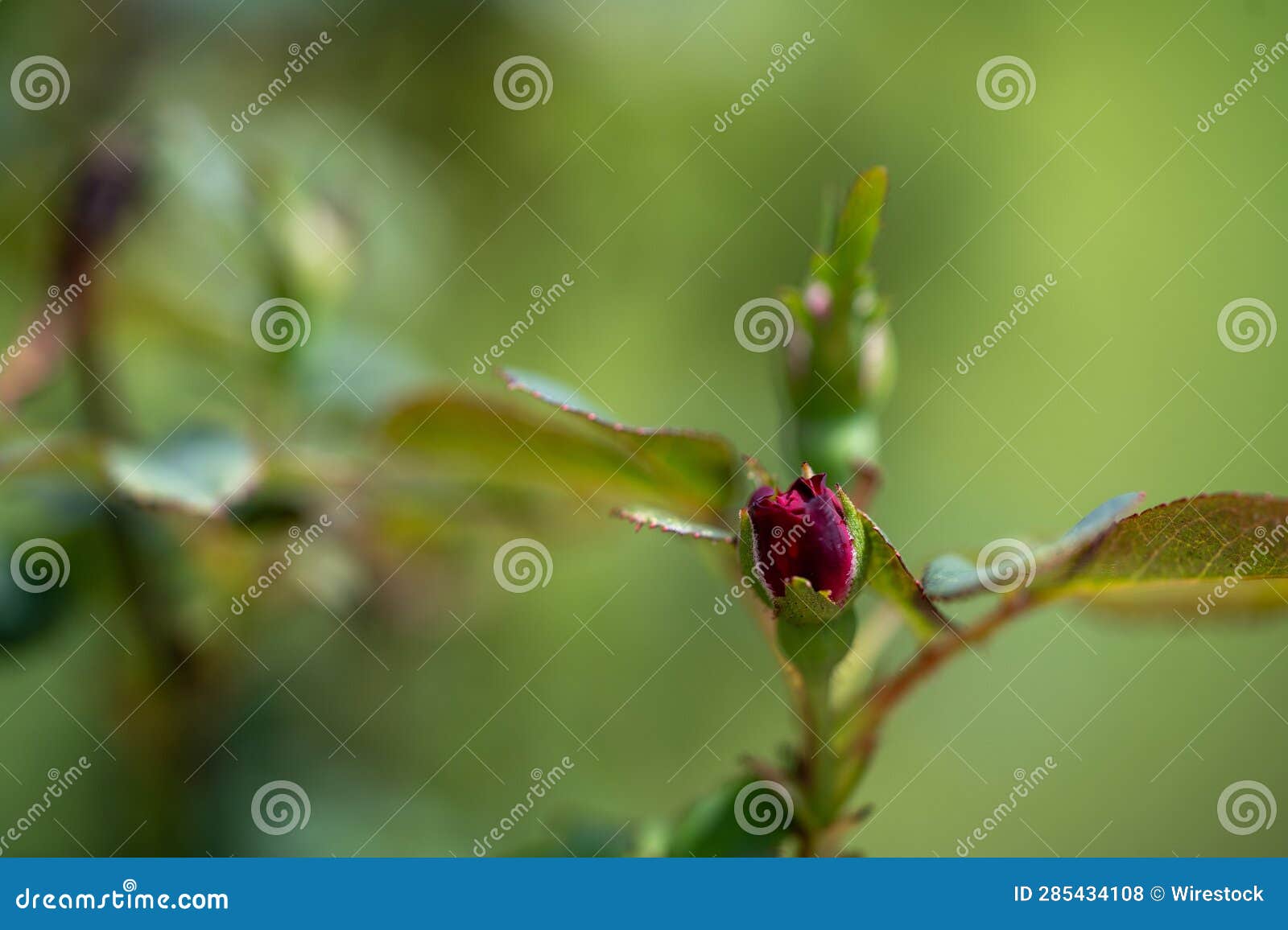 Closeup of Red Rose Cocoon Blooming on a Green Shrub Stock Photo ...