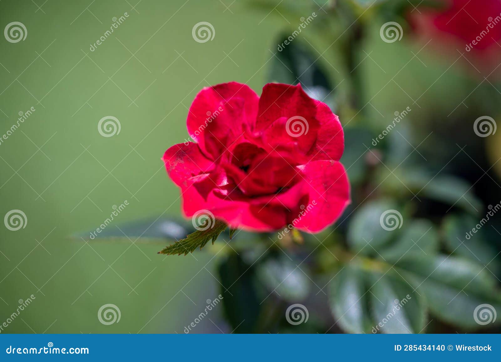 Closeup of Red Rose Cocoon Blooming on a Green Shrub Stock Photo - Image of summer, rosebud ...