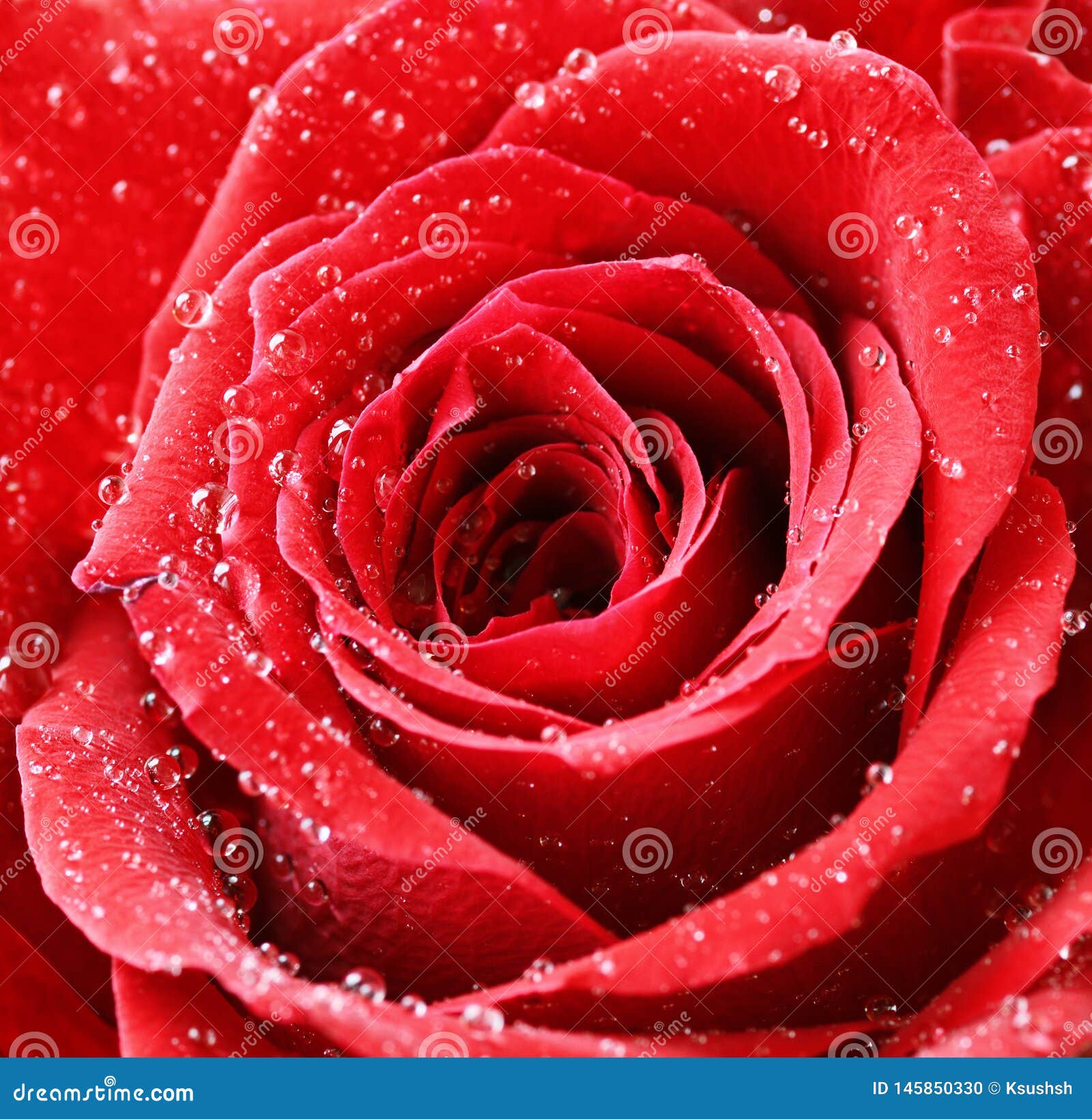 Closeup of red rose flower stock photo. Image of background - 145850330