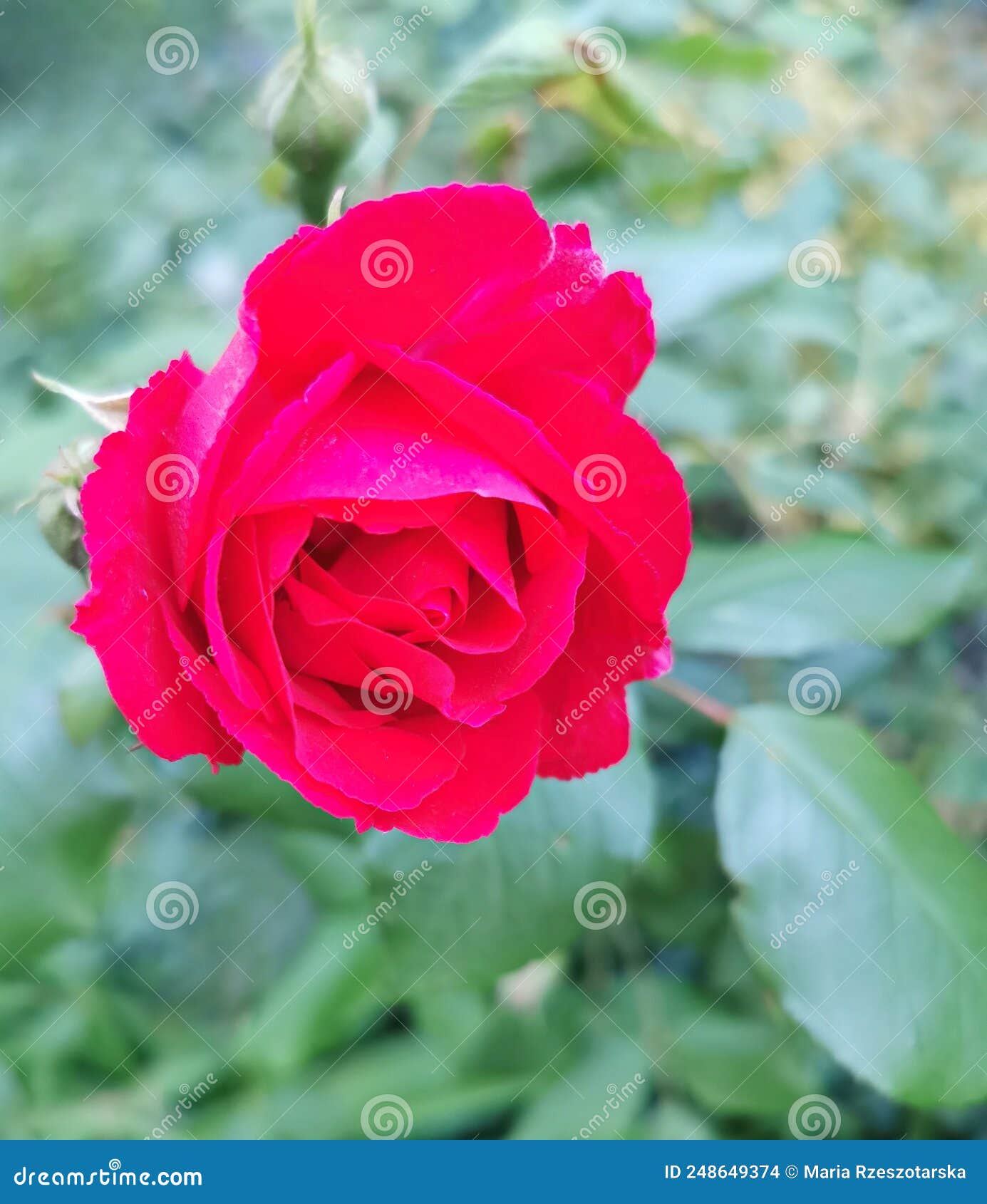 Closeup of a Red Rose Flower Stock Photo - Image of golden, leaf: 248649374