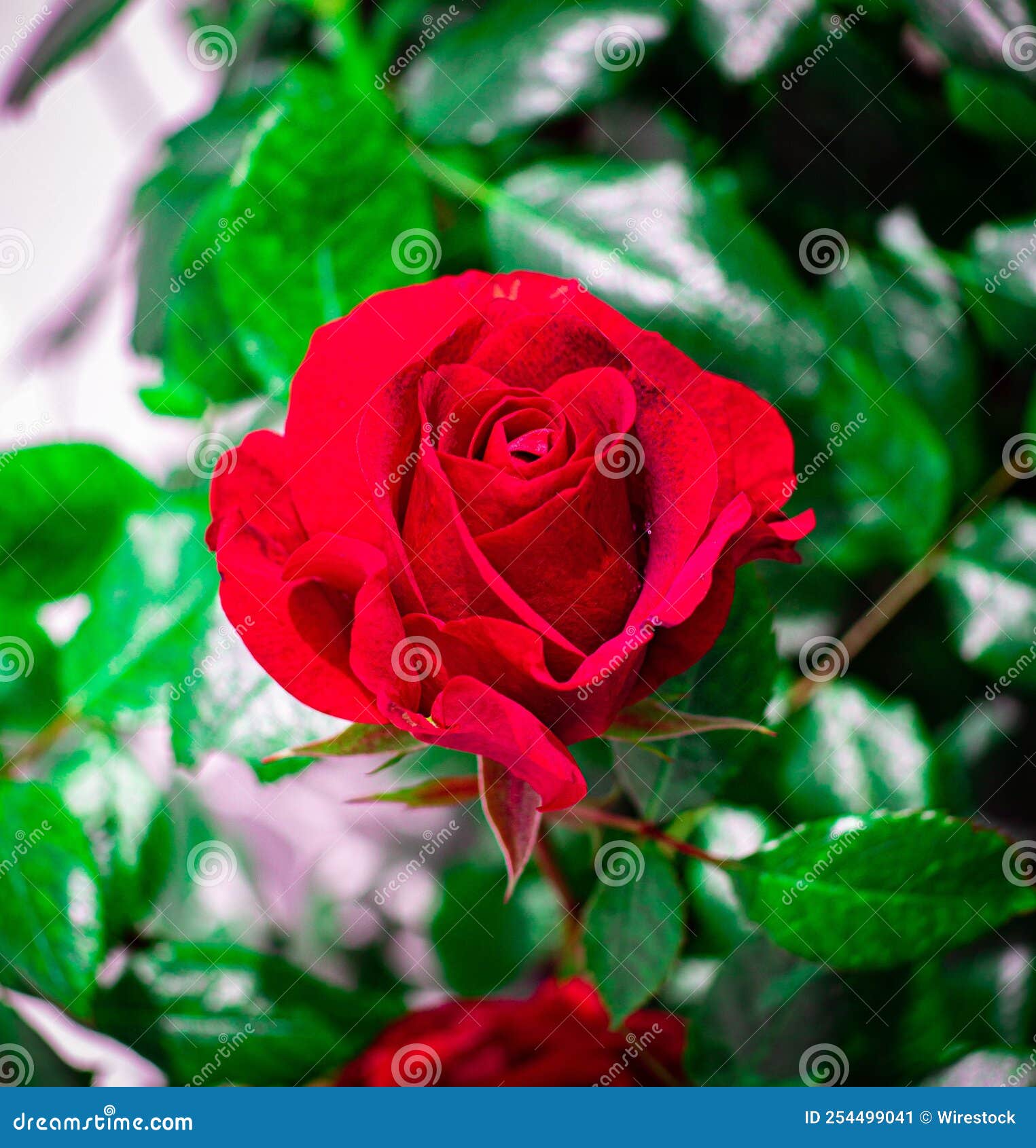Closeup of a Red Rose in a Garden Stock Image - Image of spring, bloom ...