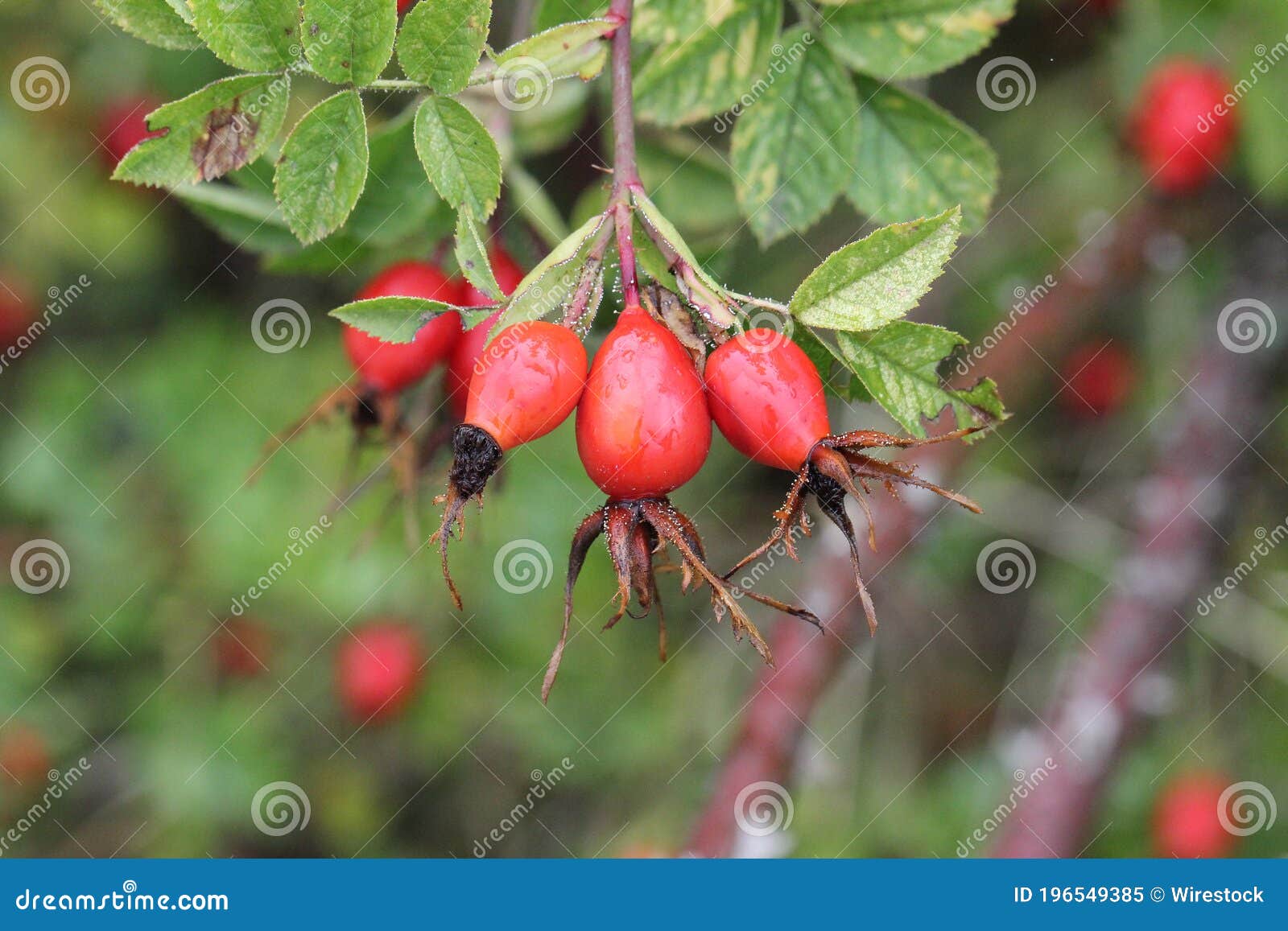 Closeup of Red Rose Hips Ripen on the Bush Stock Image - Image of ...