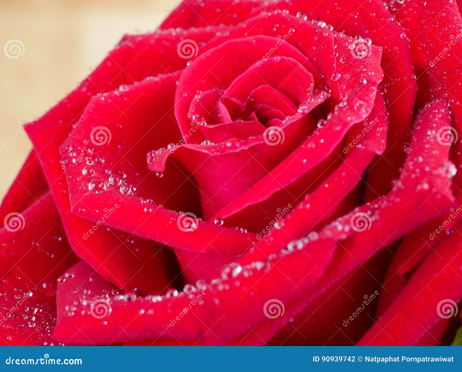 Closeup Red Rose with Water Dew Drops 1 Stock Photo - Image of rose ...