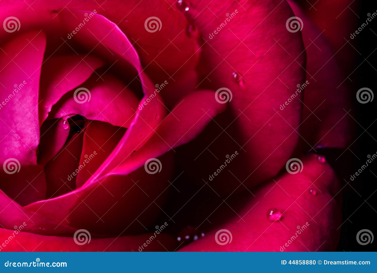 Closeup of a Red Rose with Water Droplets Stock Photo - Image of ...