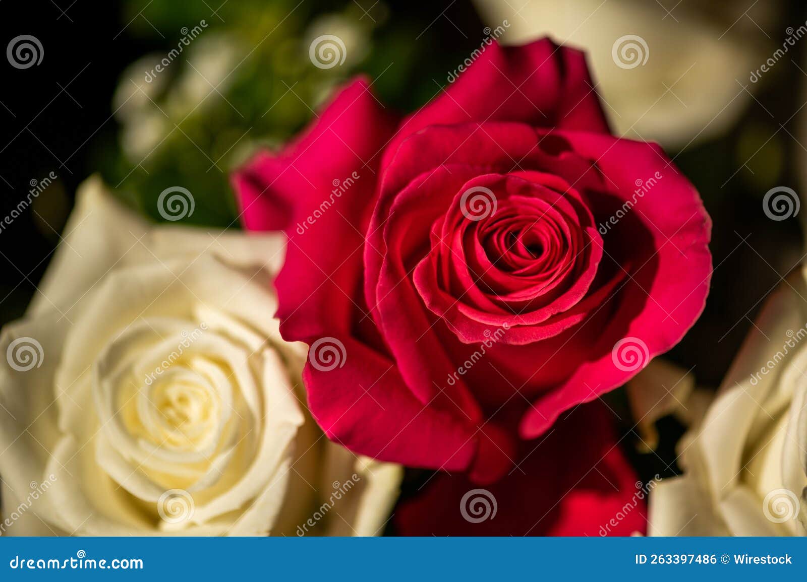 Closeup of a Red Rose in the White Roses Stock Photo - Image of green ...